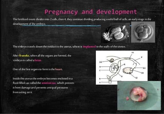 4to 9 human reproduction for students