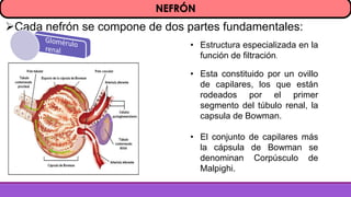 4to_Biologia-Diferenciado_ppt-3_Sistesma-renal.pdf