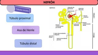 4to_Biologia-Diferenciado_ppt-3_Sistesma-renal.pdf