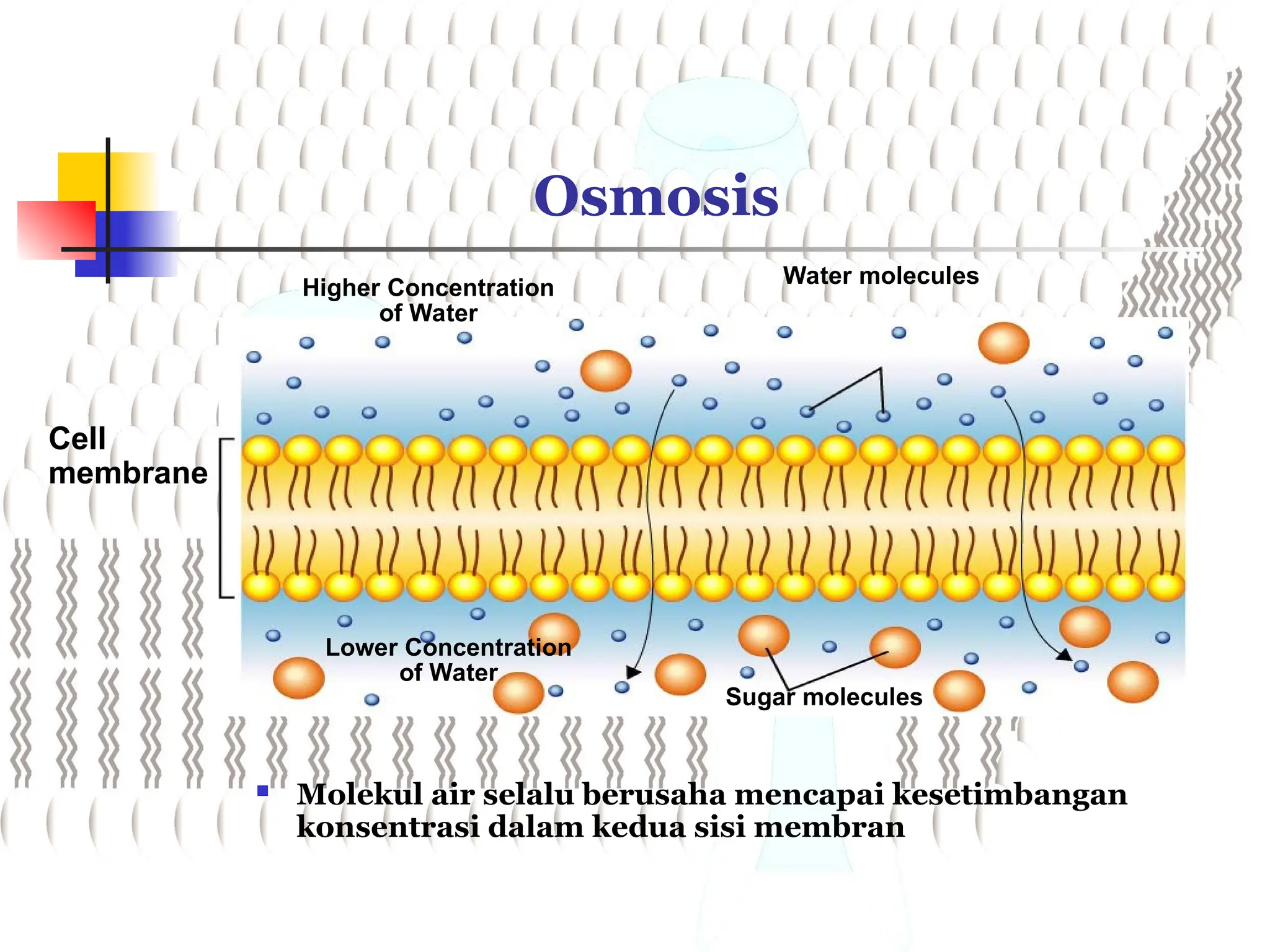4_Biologi_Sel_Biomedik_Transportasi_sel.ppt