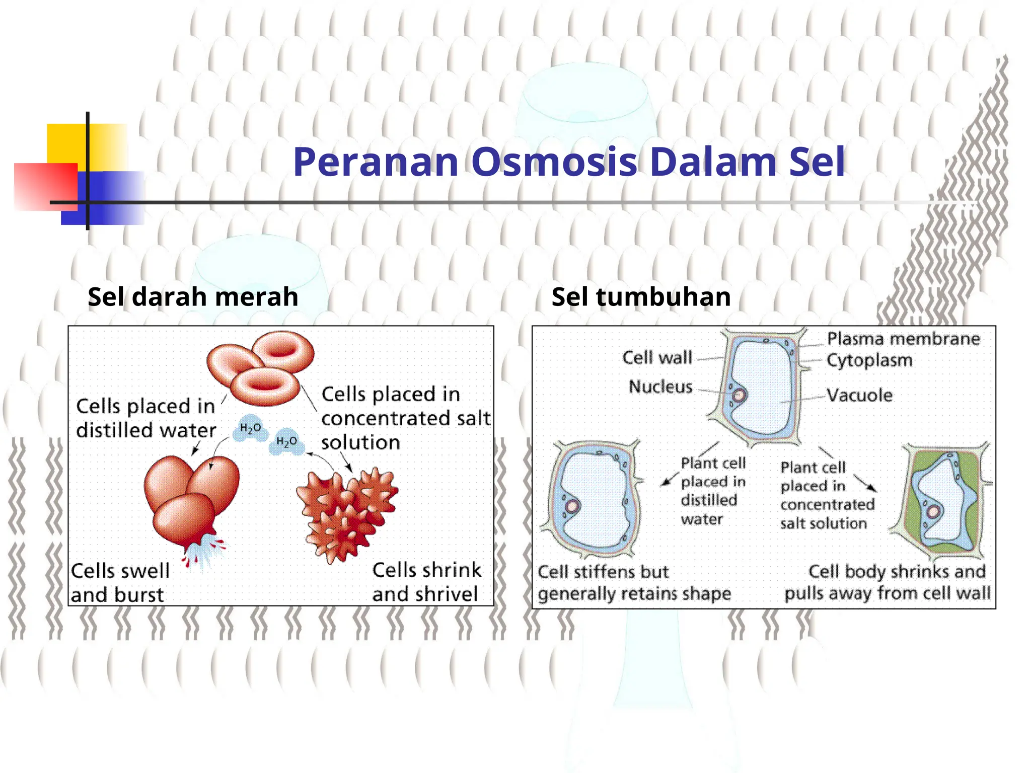 4_Biologi_Sel_Biomedik_Transportasi_sel.ppt