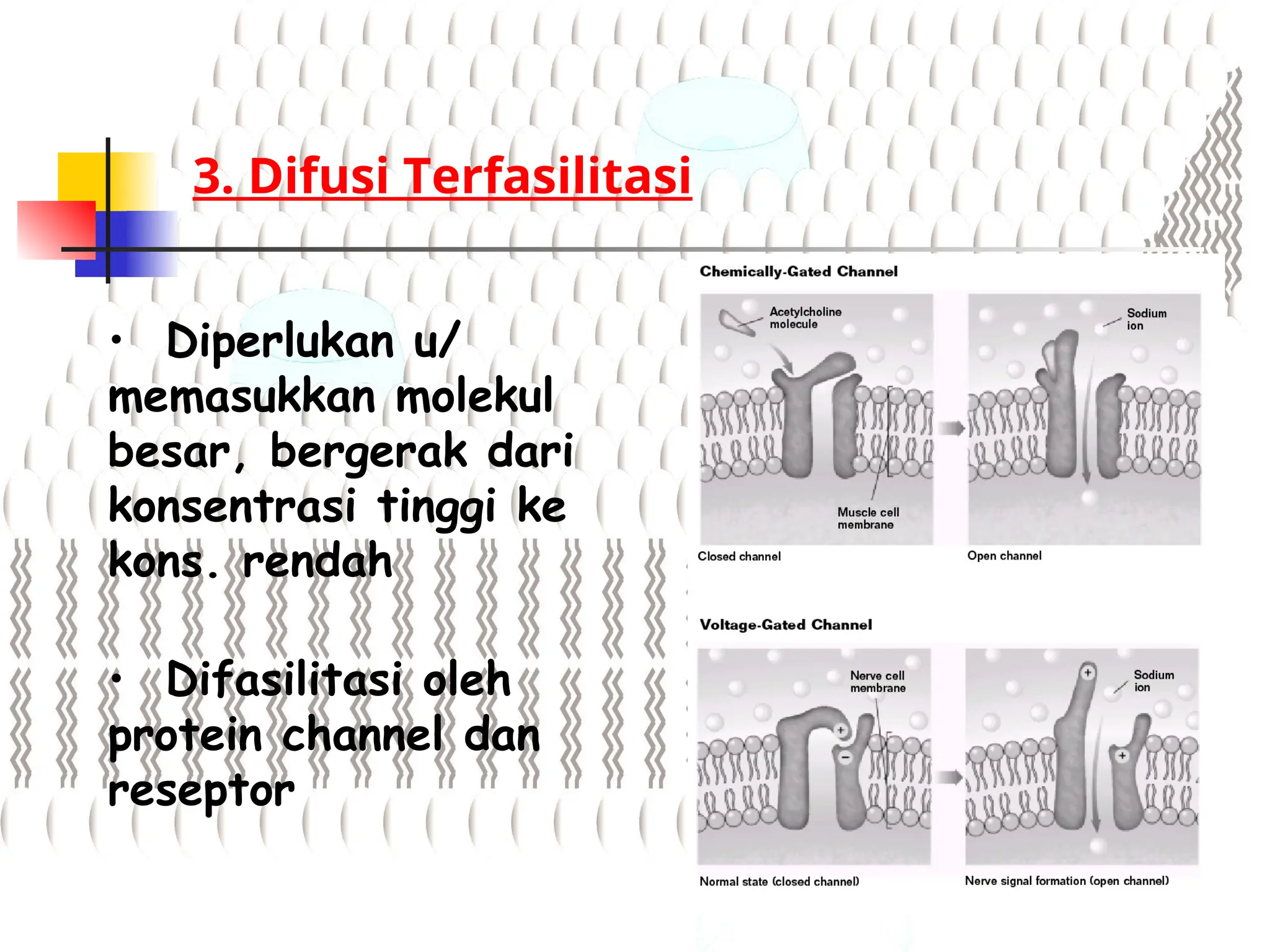 4_Biologi_Sel_Biomedik_Transportasi_sel.ppt