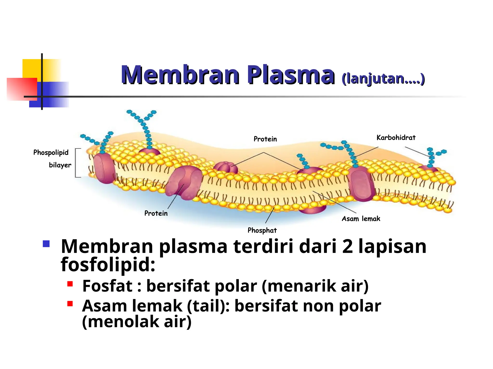 4_Biologi_Sel_Biomedik_Transportasi_sel.ppt