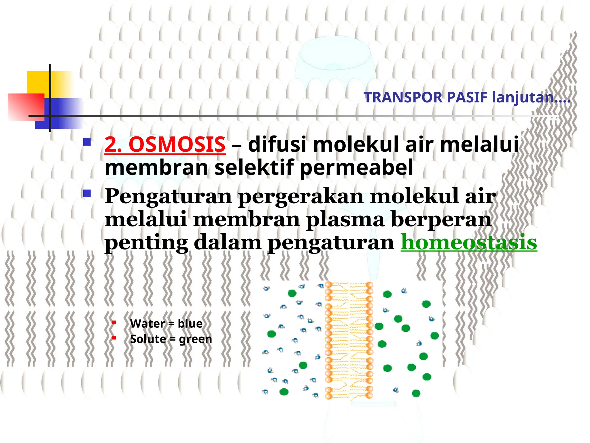 4_Biologi_Sel_Biomedik_Transportasi_sel.ppt