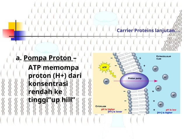 4_Biologi_Sel_Biomedik_Transportasi_sel.ppt