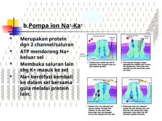 4_Biologi_Sel_Biomedik_Transportasi_sel.ppt