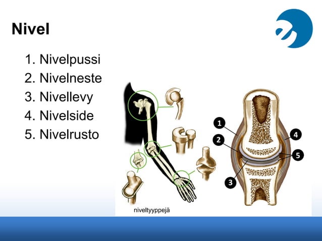 4 tuki ja_liikuntaelin_sairaudet | PDF