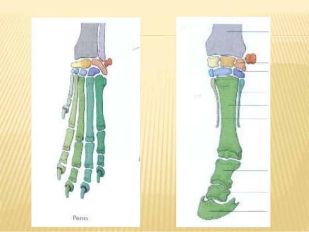 Osteología - Artrología de Equino y Canino