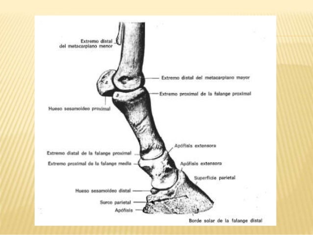 Osteología - Artrología de Equino y Canino