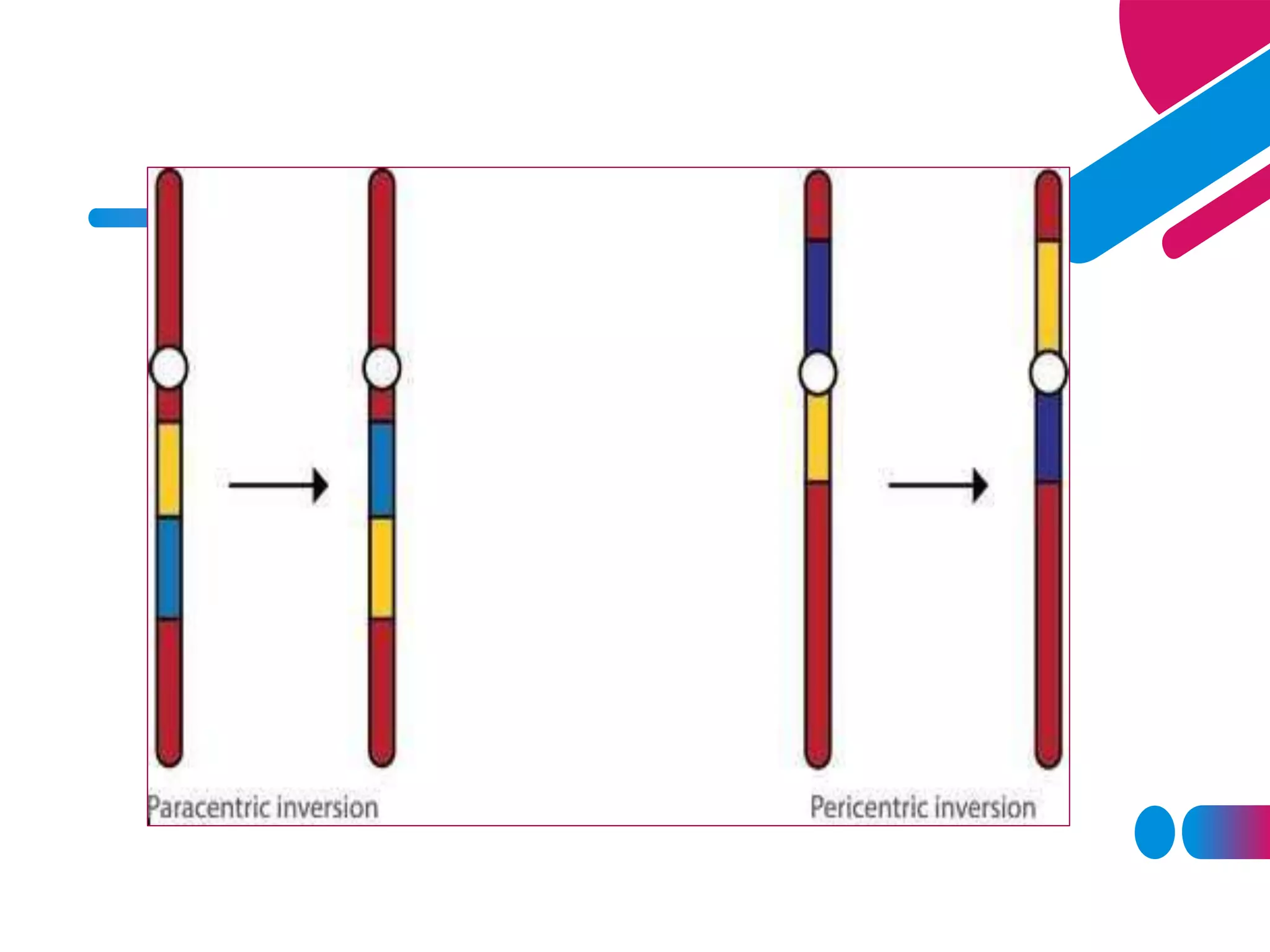 4 Unit - I Chromosomal aberrations, Patterns of Inheritance.pptx | Genetics | Science