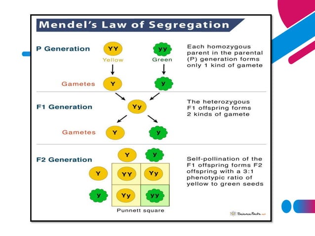 4 Unit - I Chromosomal aberrations, Patterns of Inheritance.pptx | Genetics | Science