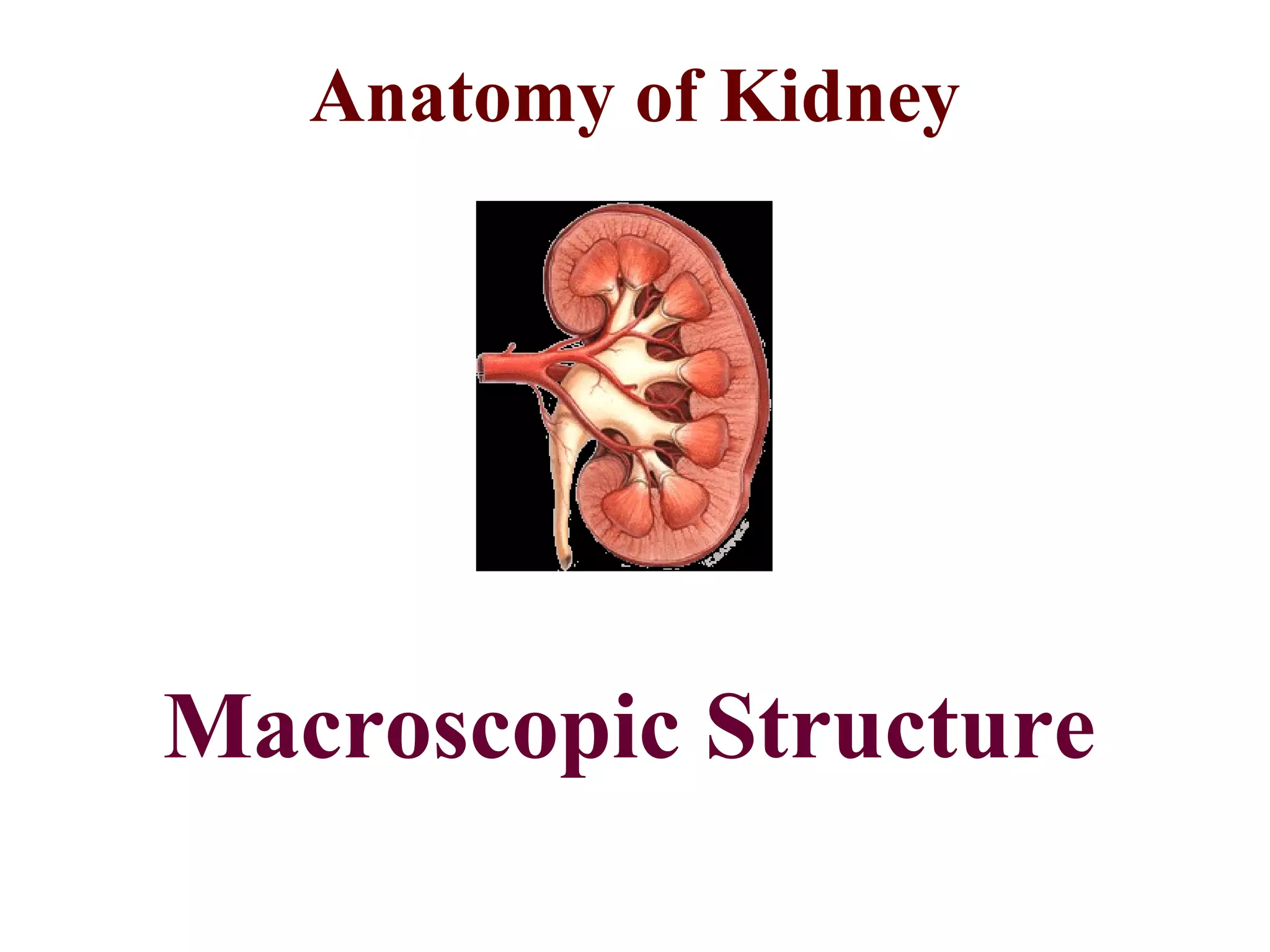 Urinary System Anatomy - ppt | PPT