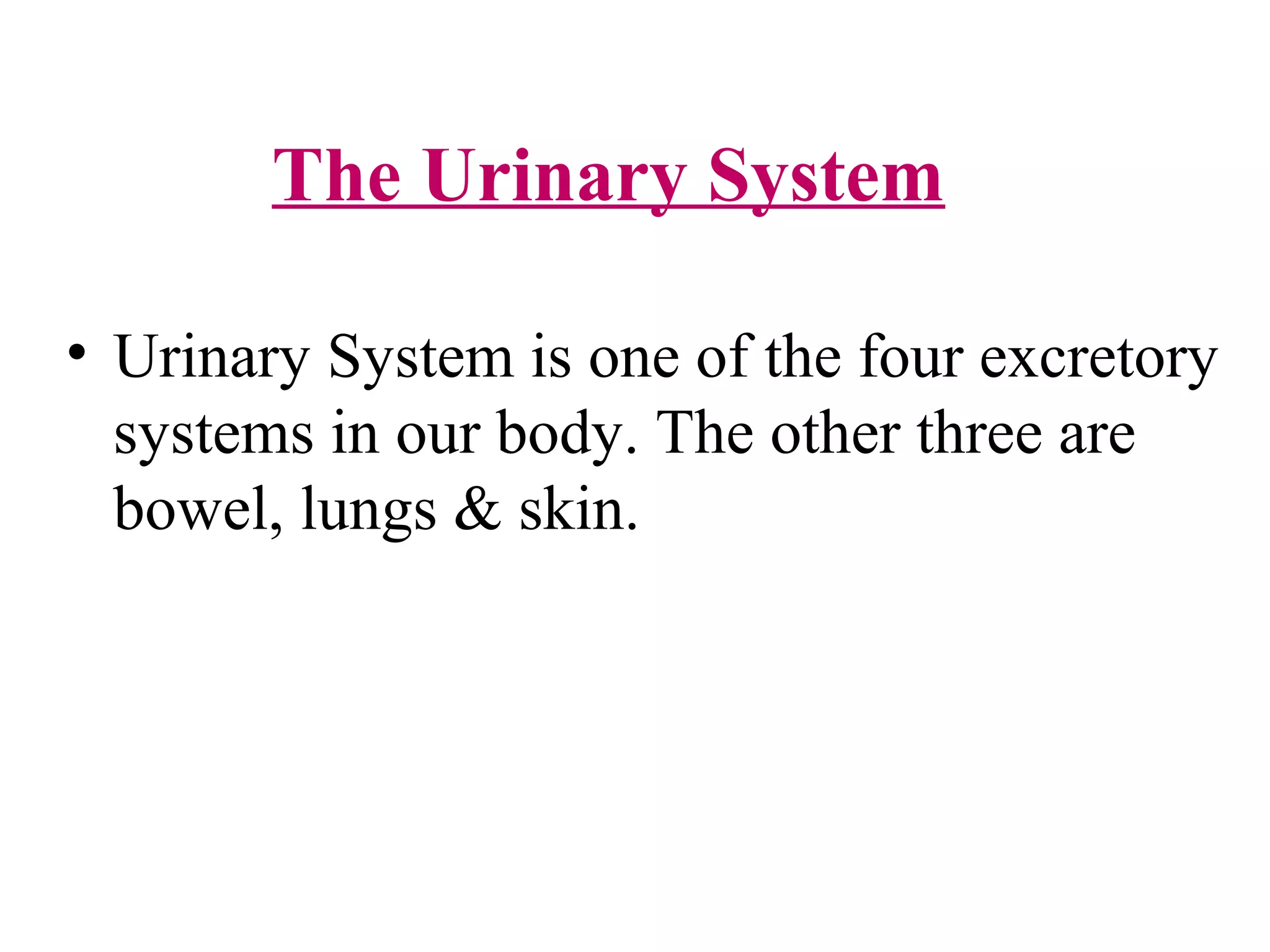 Urinary System Anatomy - ppt | PPT