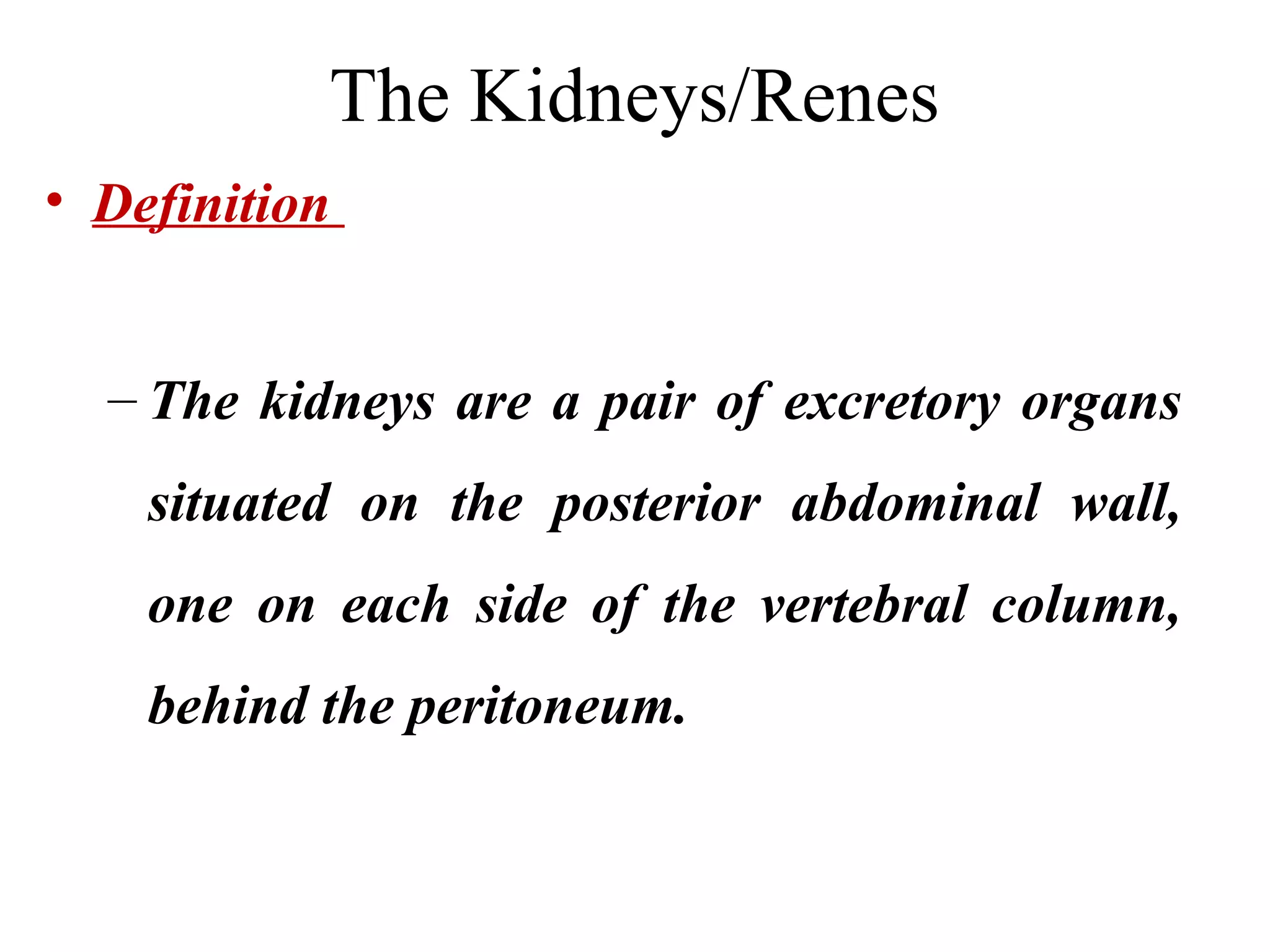 Urinary System Anatomy - ppt | PPT