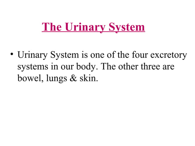 Urinary System Anatomy - ppt | PPT