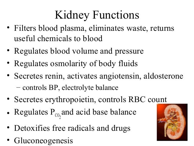 Urinary System Anatomy Ppt