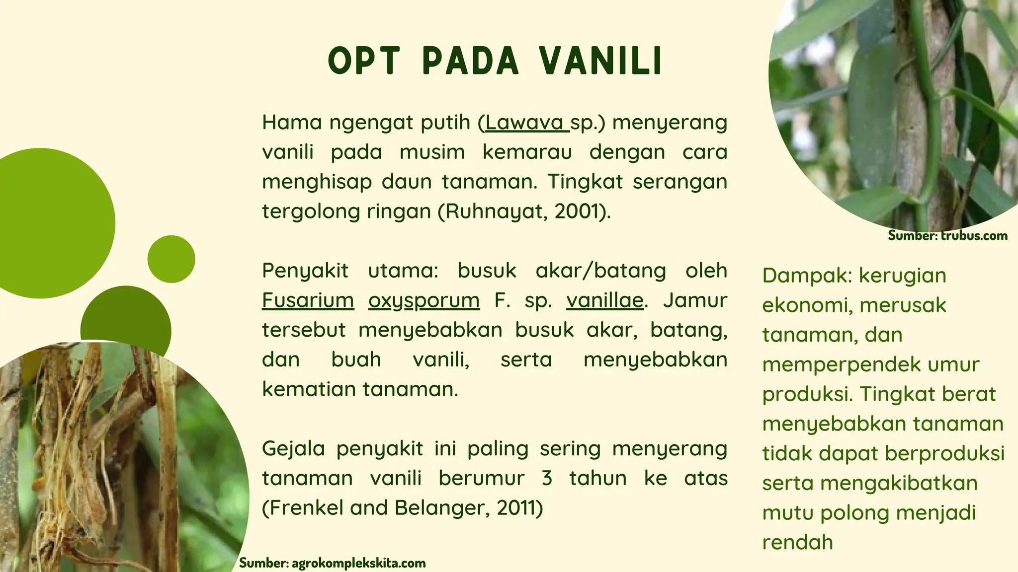 How To Budidaya Tanaman Vanili dengan metode unggul | PDF