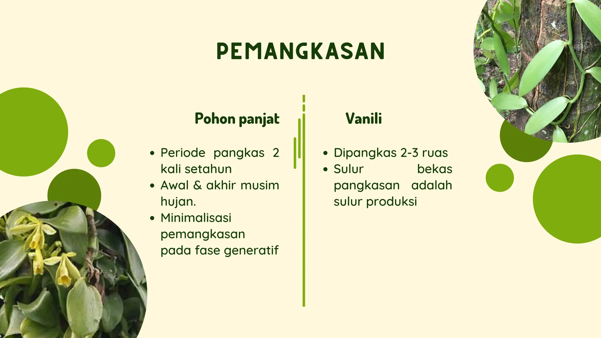 How To Budidaya Tanaman Vanili dengan metode unggul | PDF