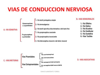 Vías de Conducción Nerviosa | PPTX