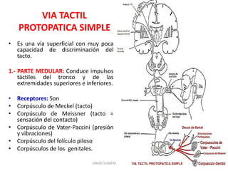 Vías de Conducción Nerviosa | PPTX
