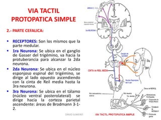 Vías de Conducción Nerviosa | PPTX