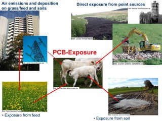 The impact of soil pollution on food production and safety | PPTX