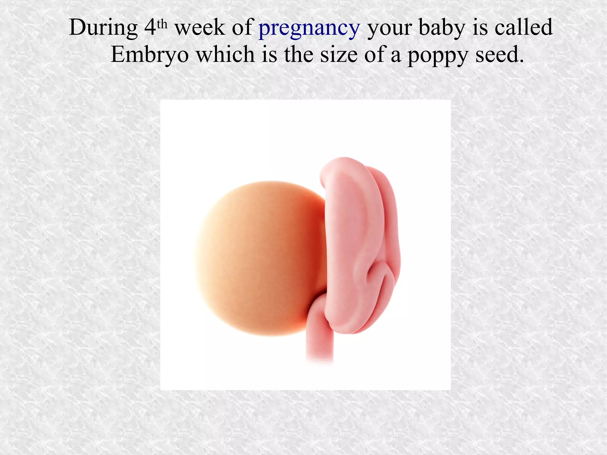 4 Weeks Pregnant: What to Expect | Pregnancy Week By Week | ODP