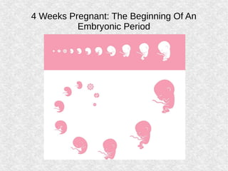 4 Weeks Pregnant: What to Expect | Pregnancy Week By Week | ODP