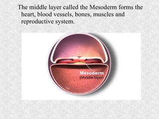 4 Weeks Pregnant: What to Expect | Pregnancy Week By Week | ODP