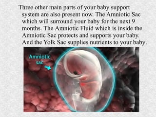 4 Weeks Pregnant: What to Expect | Pregnancy Week By Week | ODP