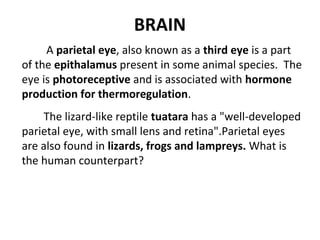 Written Anatomy Round Preclinical Quiz | PPT