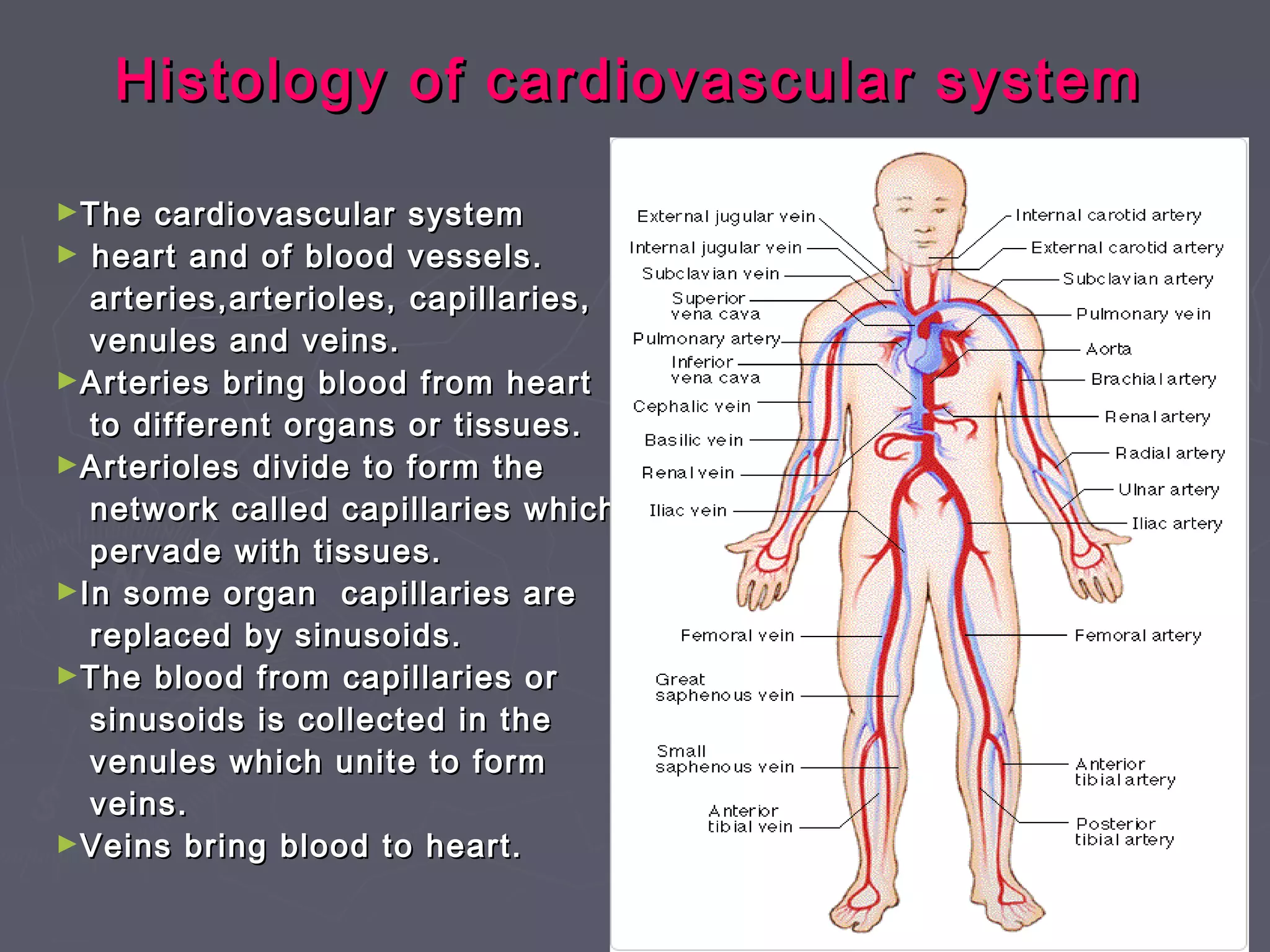 Histology of cardiovascular system | PPT