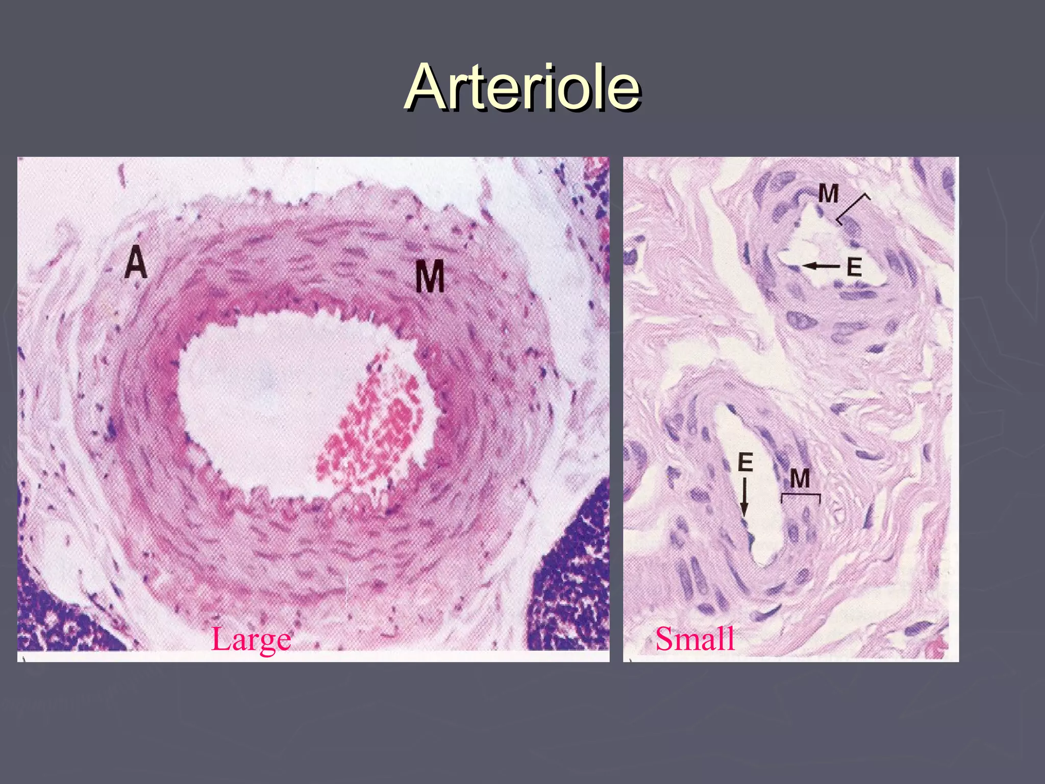 Histology of cardiovascular system | PPT