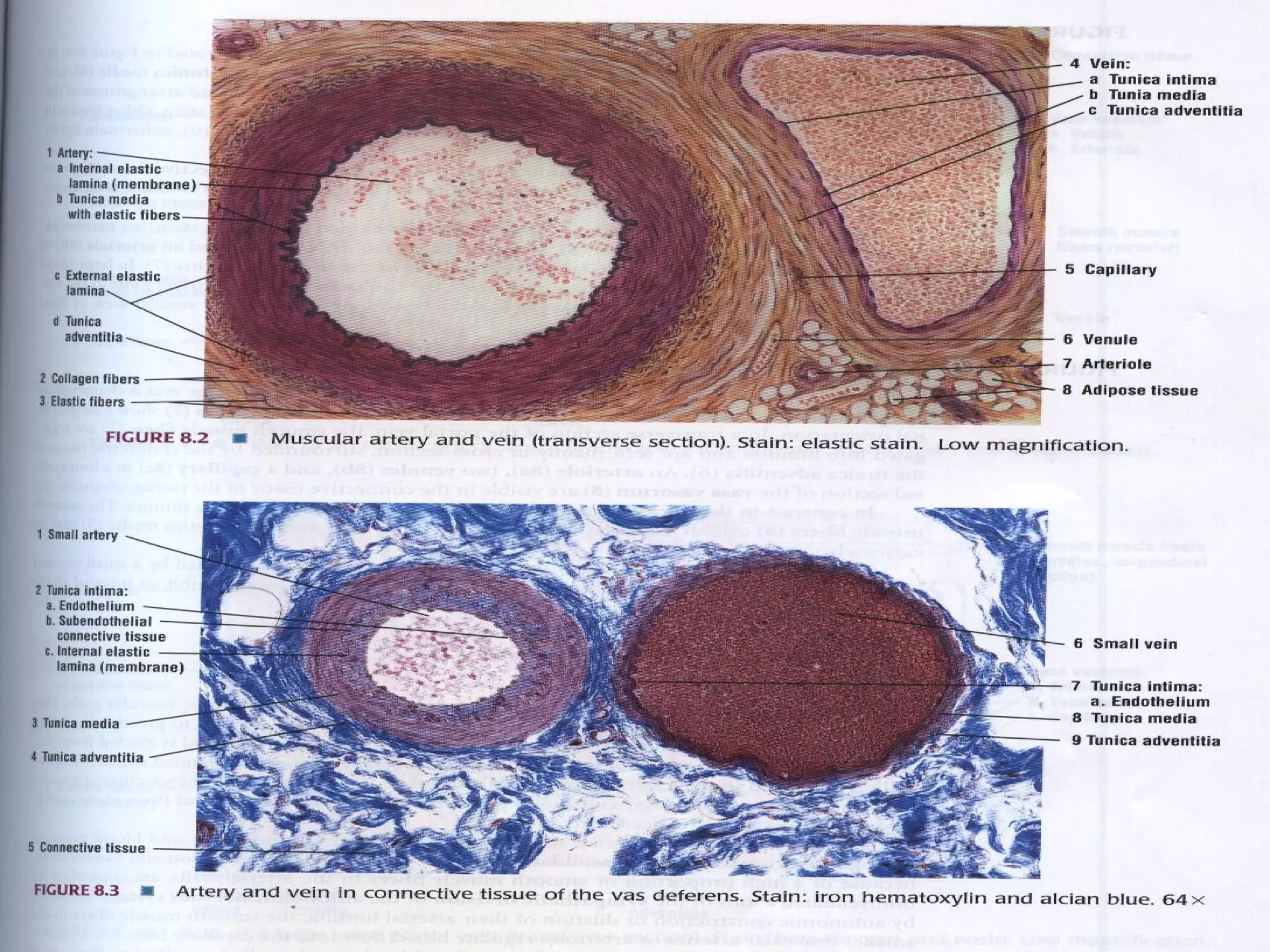 Histology of cardiovascular system | PPT