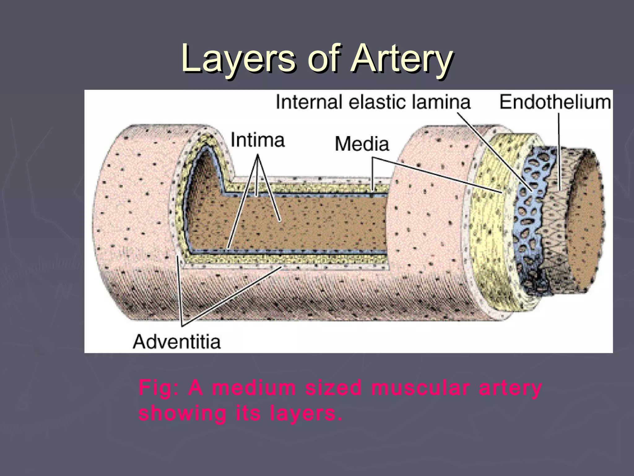 Histology of cardiovascular system | PPT