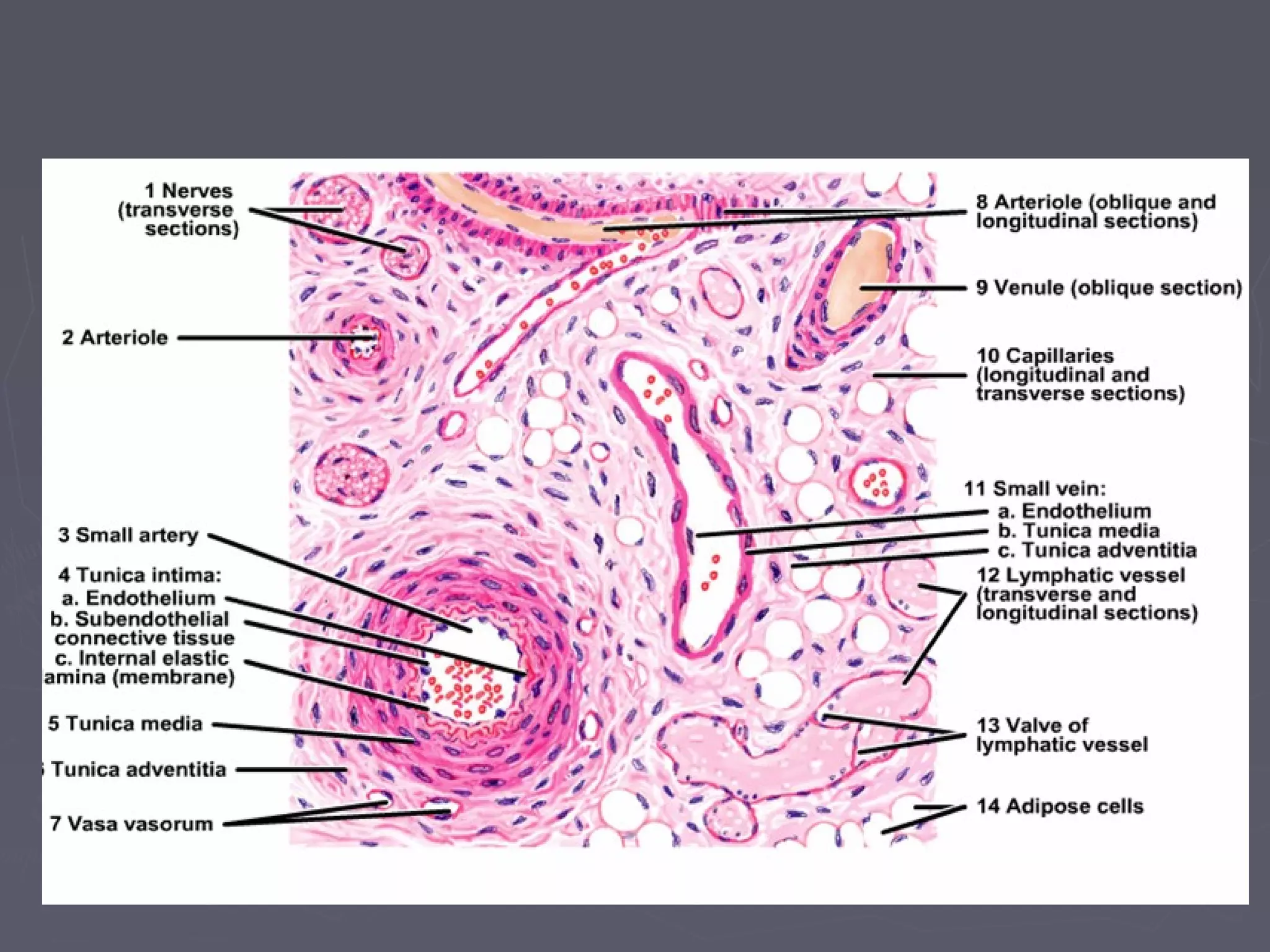 Histology of cardiovascular system | PPT