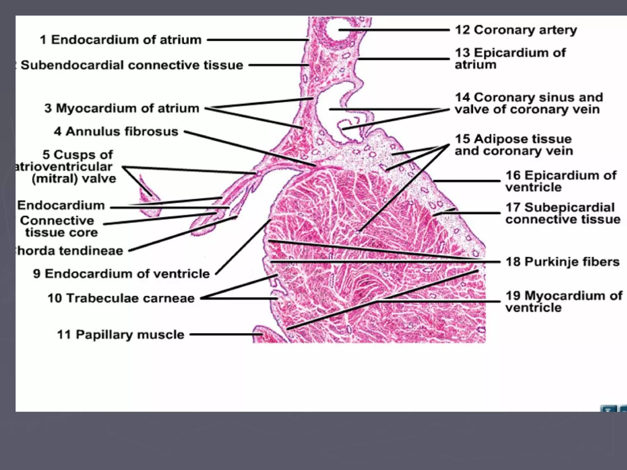 Histology of cardiovascular system | PPT