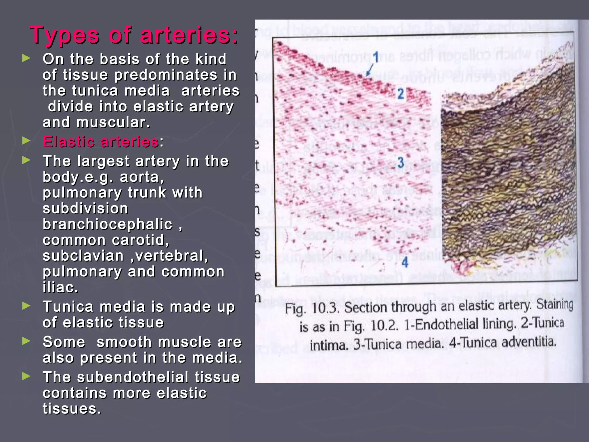 Histology of cardiovascular system | PPT
