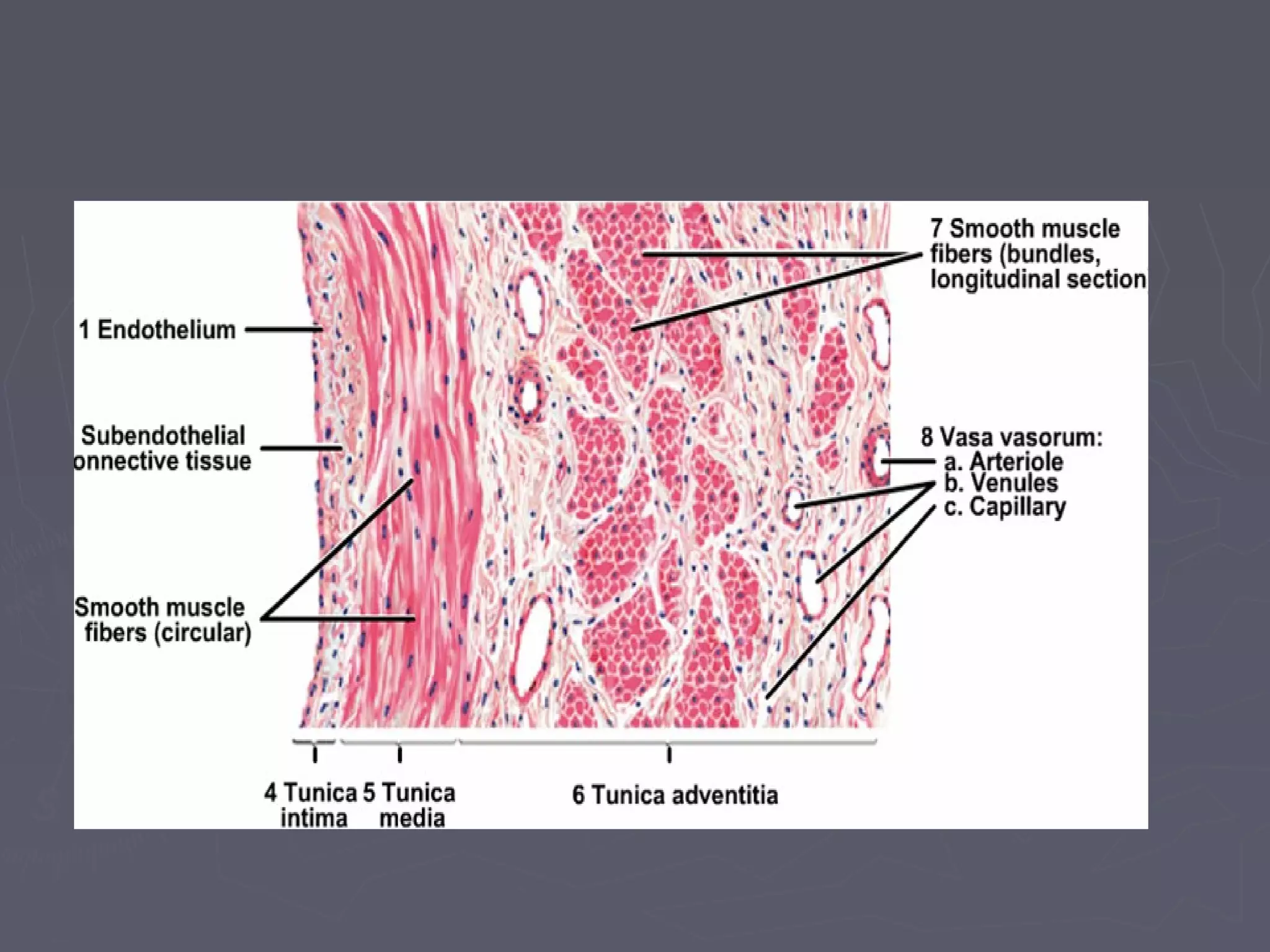Histology Of Cardiovascular System Ppt