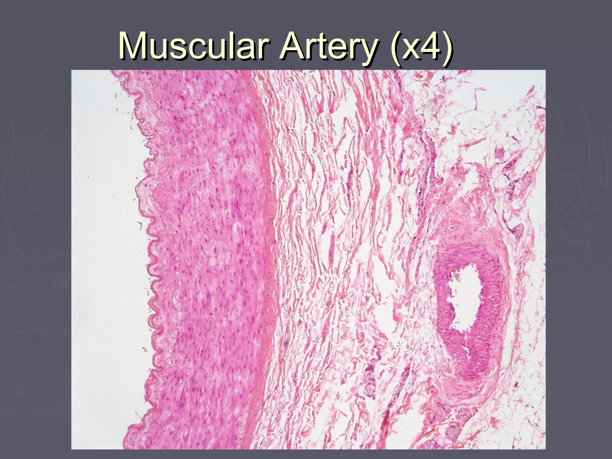 Histology of cardiovascular system | PPT