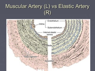 Histology of cardiovascular system | PPT
