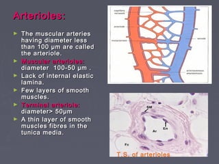 Histology of cardiovascular system | PPT