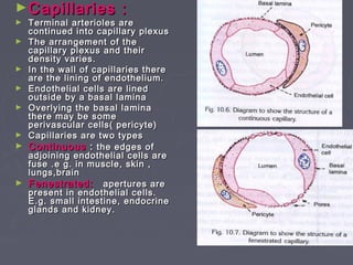 Histology of cardiovascular system | PPT