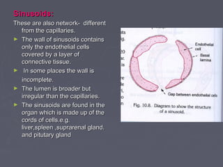 Histology of cardiovascular system | PPT
