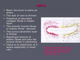 Histology of cardiovascular system | PPT