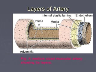 Histology of cardiovascular system | PPT