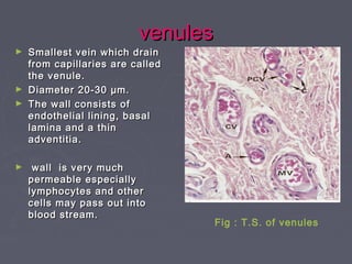 Histology of cardiovascular system | PPT