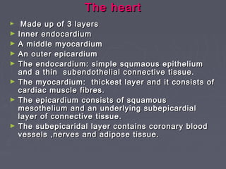 Histology of cardiovascular system | PPT