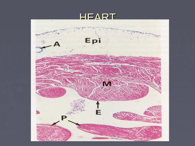 Histology of cardiovascular system | PPT | Heart and Cardiovascular ...