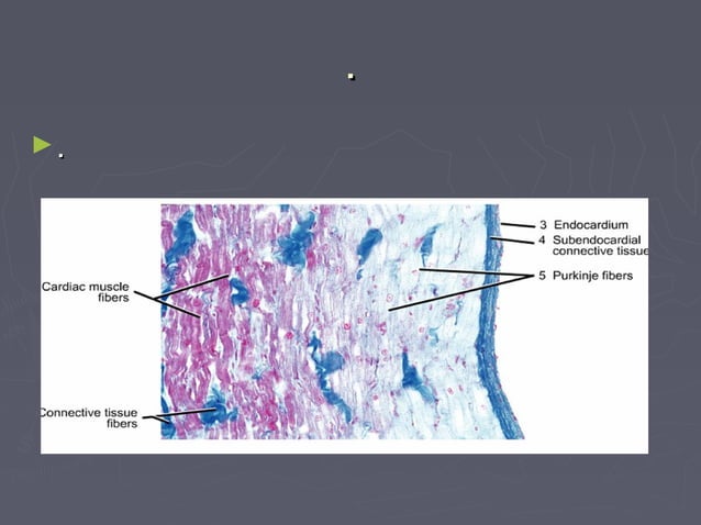 Histology Of Cardiovascular System Ppt